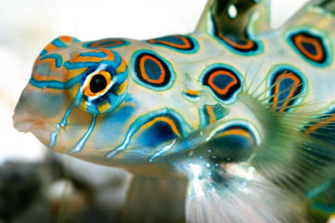 Psychedelic Mandarin Fish