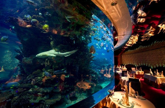 Virgin birth for aquarium shark - Practical Fishkeeping