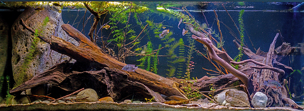 2021 Biotope Aquarium showcase - Practical Fishkeeping