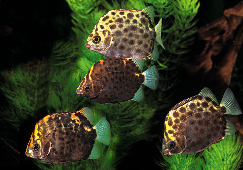 The Mucky Mouths - Practical Fishkeeping