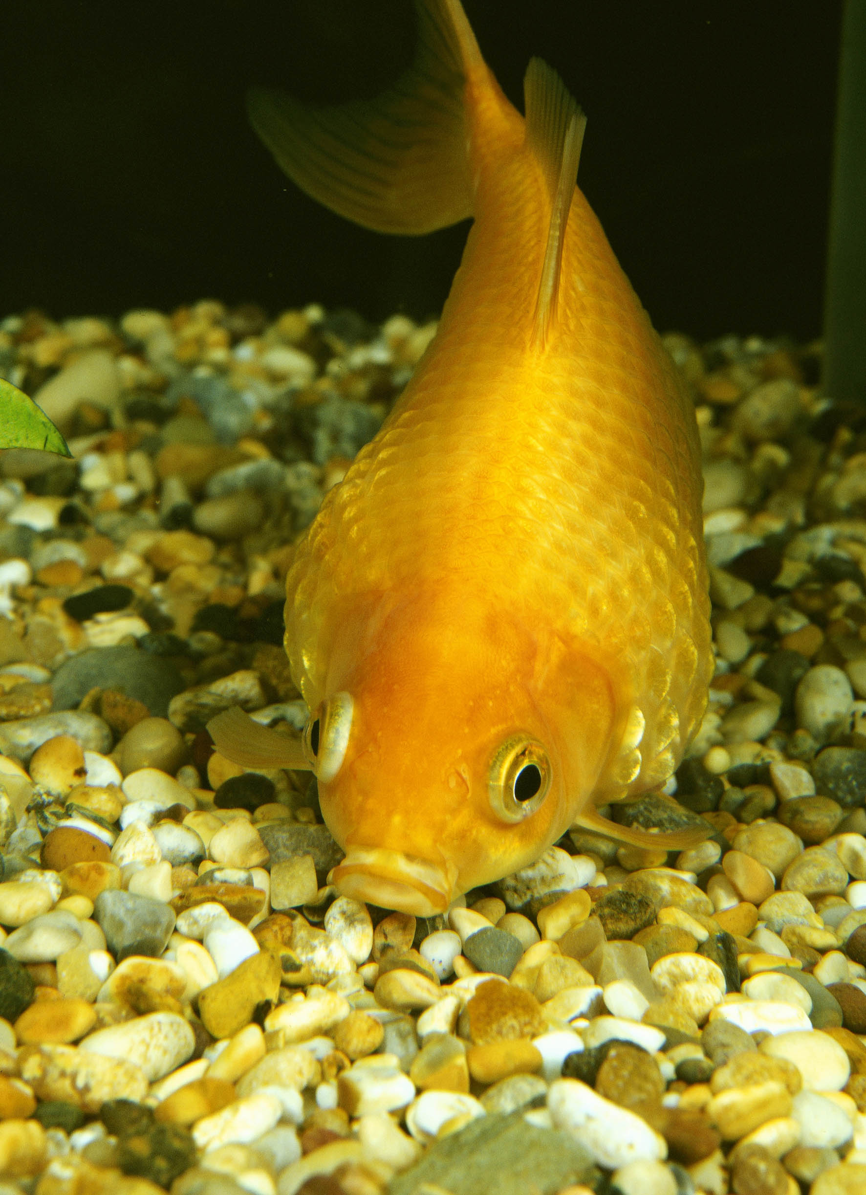 Identifying and treating common pond diseases - Practical Fishkeeping