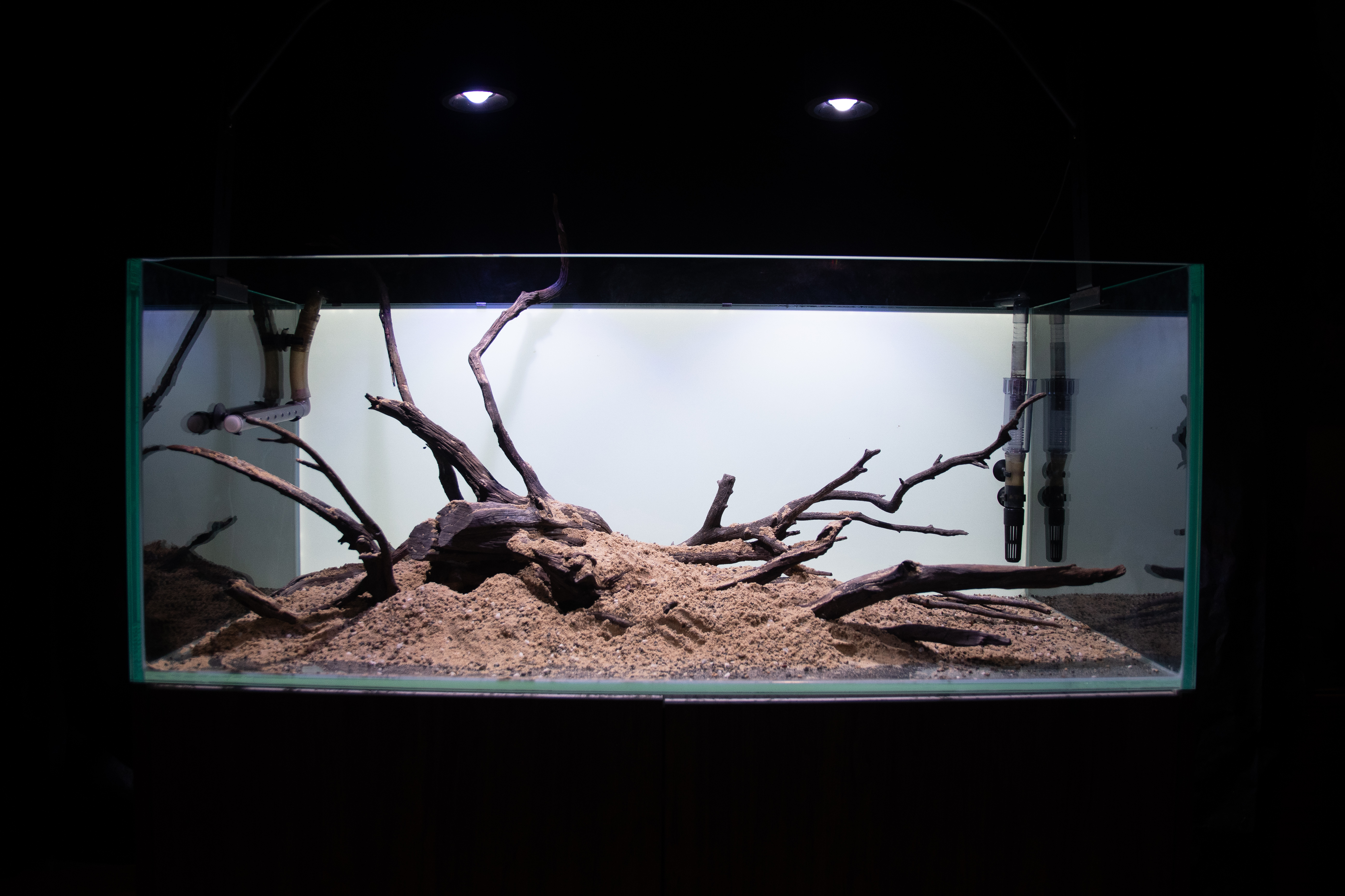 Step by step guide for a Brazilian tetra biotope - Practical Fishkeeping