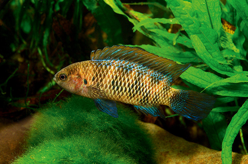 The perfect fish to look for when stocking an aquascape - Practical ...
