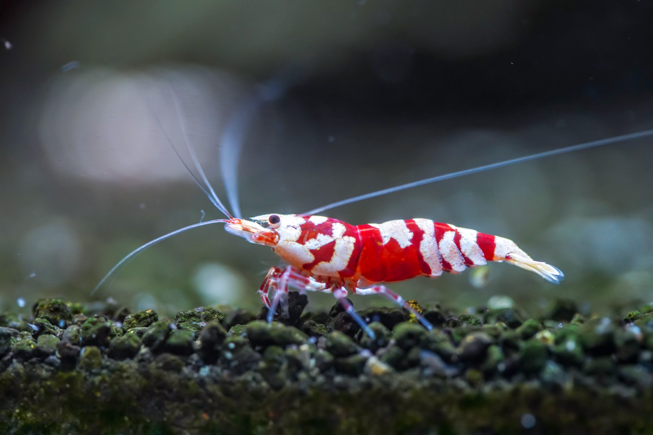 A guide to acclimatising your new fish or shrimp - Practical Fishkeeping