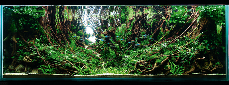 A discussion with Josh Sim - Practical Fishkeeping