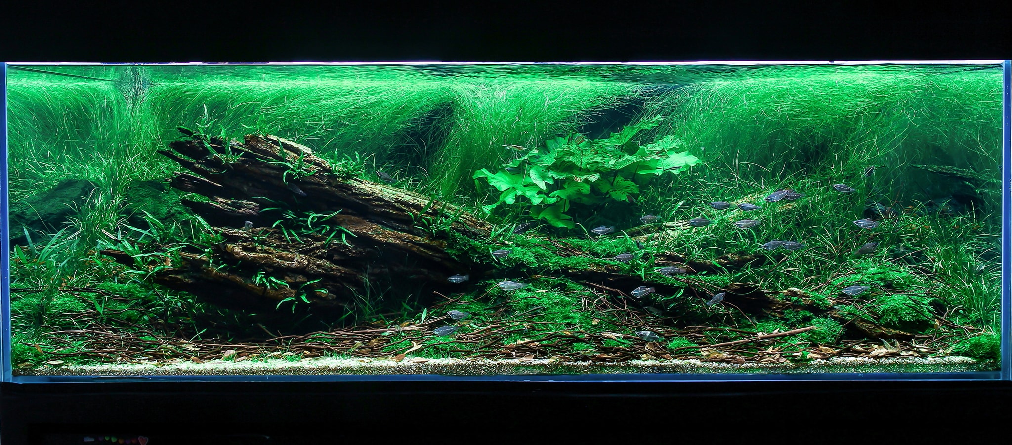 A guide to contest aquascaping- Ideology & concept evolution ...