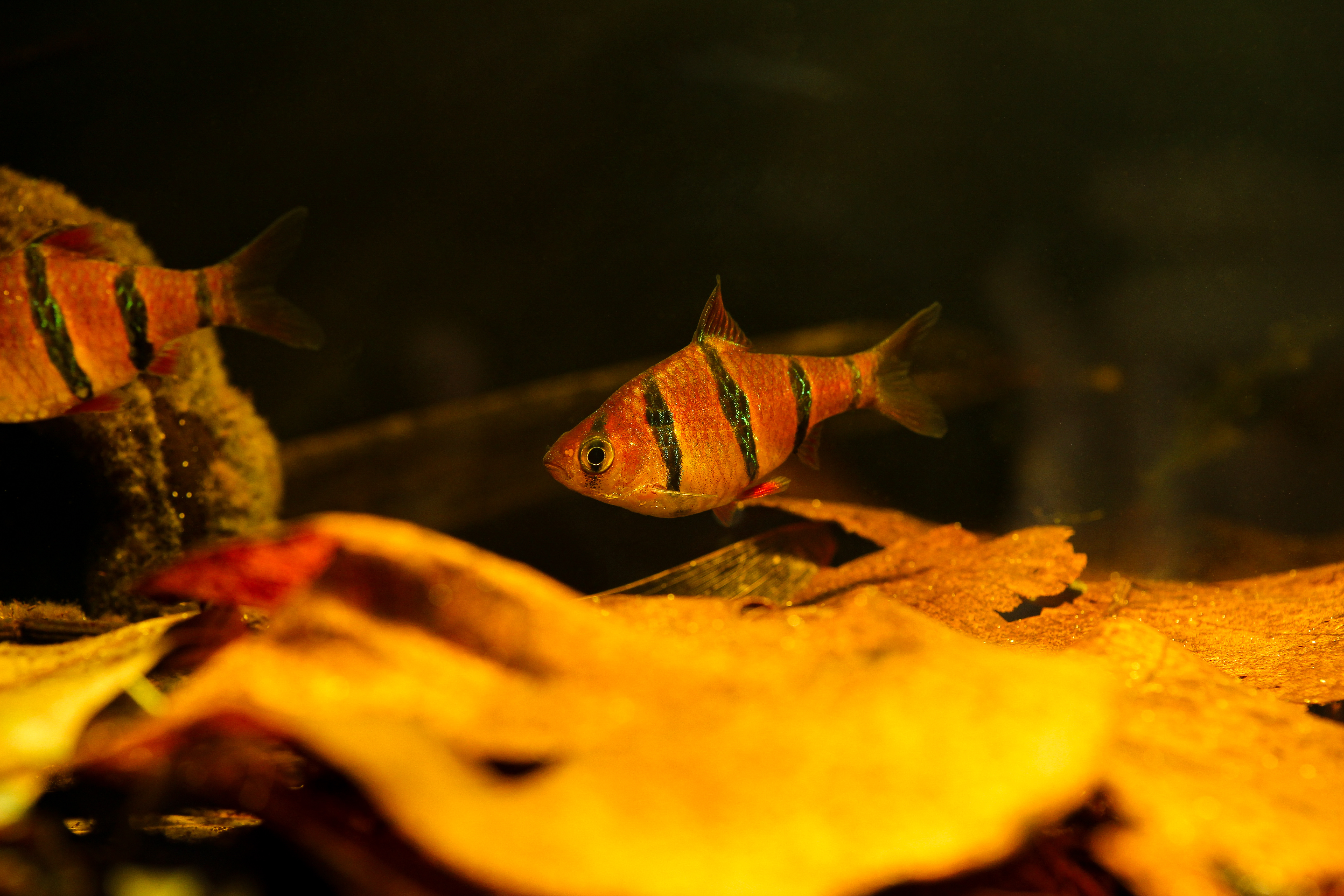 How do I keep 'pentazona' or 'five banded' barbs? - Practical Fishkeeping