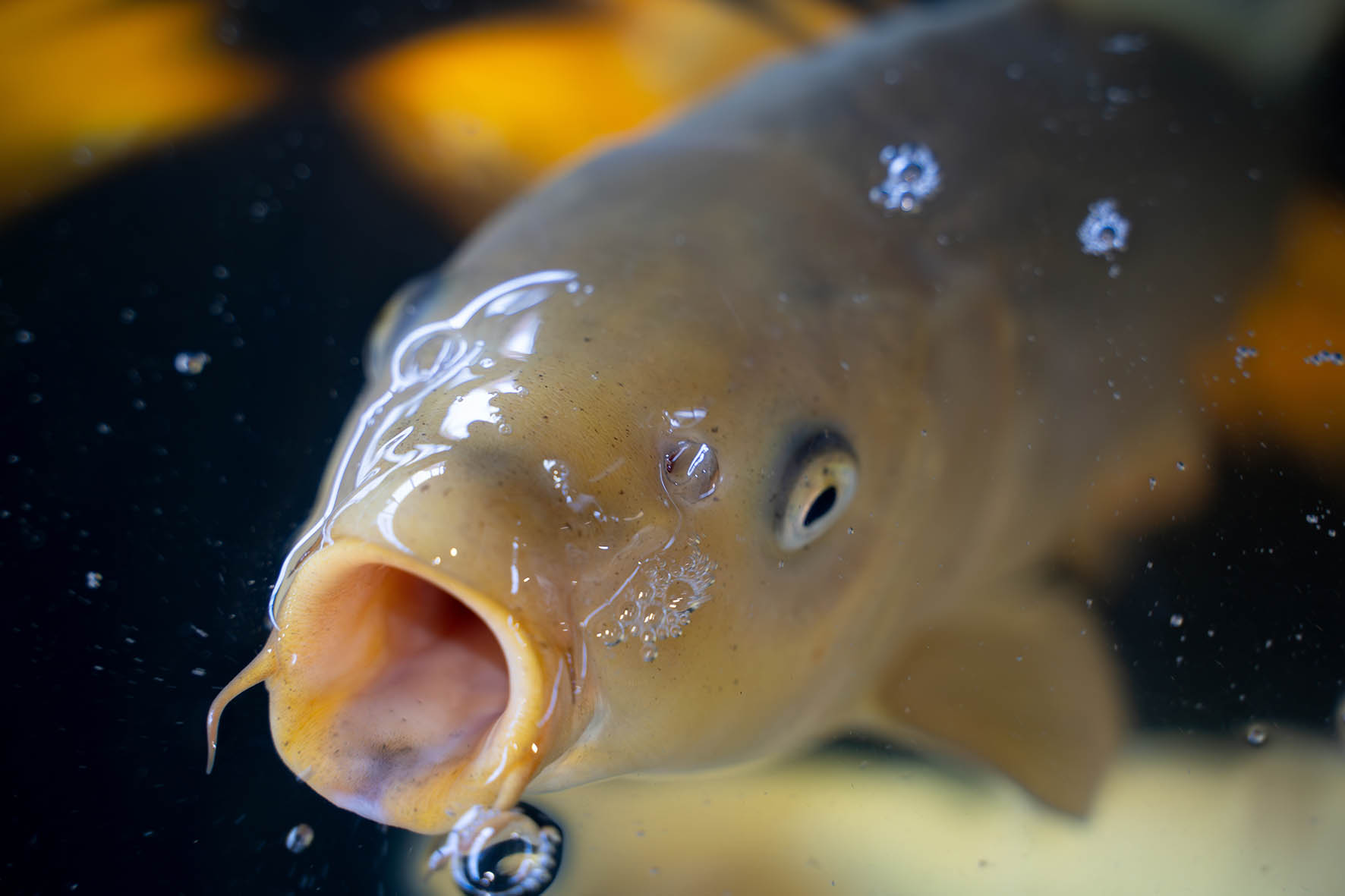 Identifying and treating common pond diseases - Practical Fishkeeping