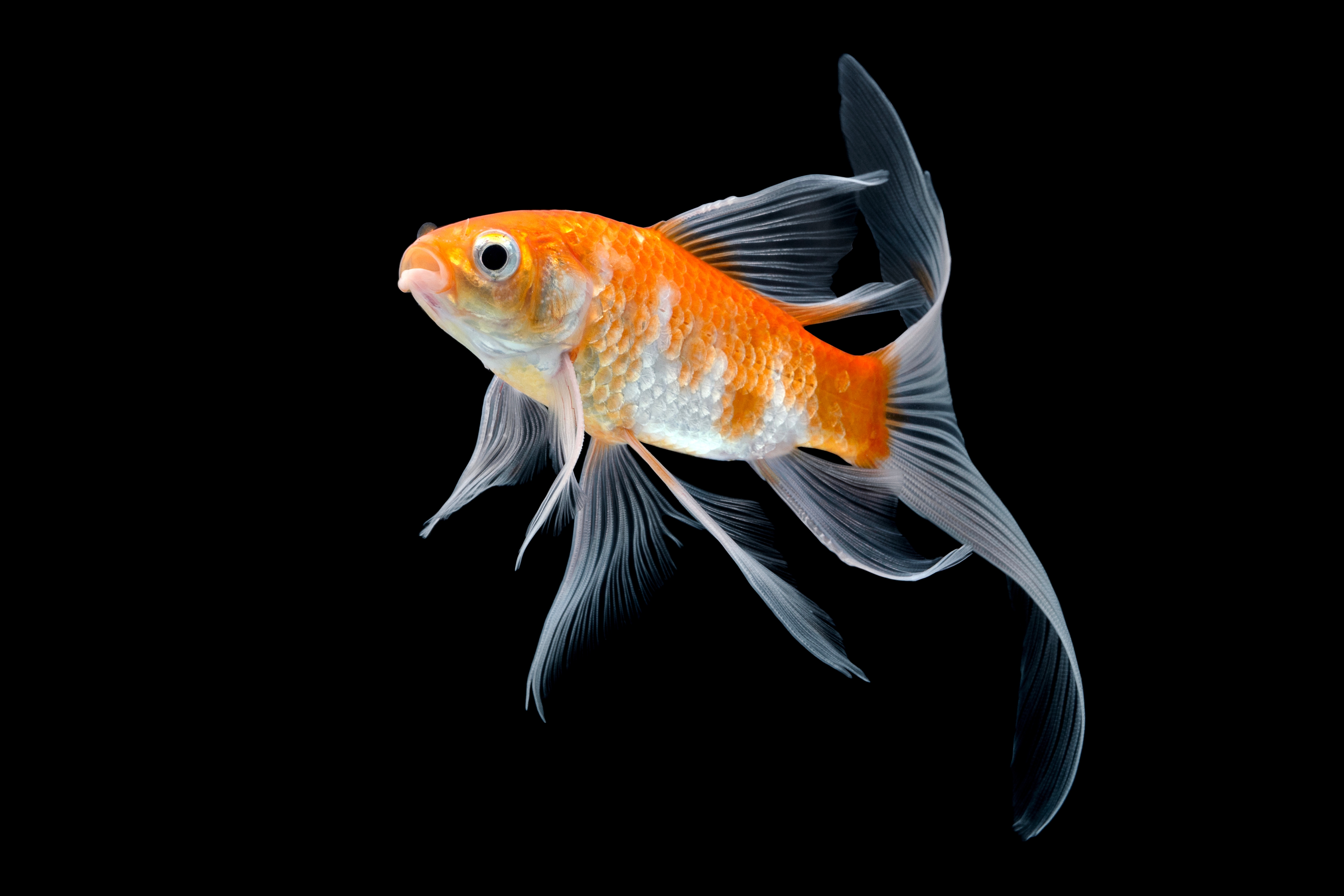 What temperature should my aquarium be and why is it important ...