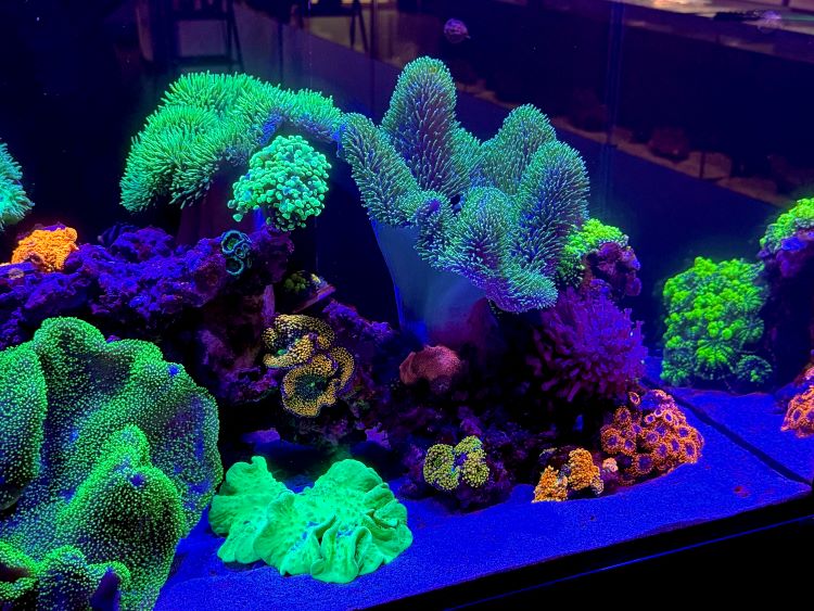 Readers' Poll 2024 Winners Announced - Practical Fishkeeping