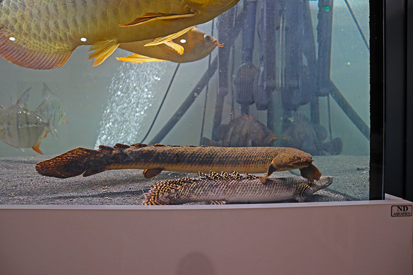 Mick's (Big) Fish - Practical Fishkeeping