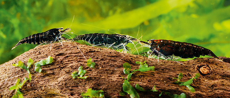 An introduction to Shrimp - Practical Fishkeeping