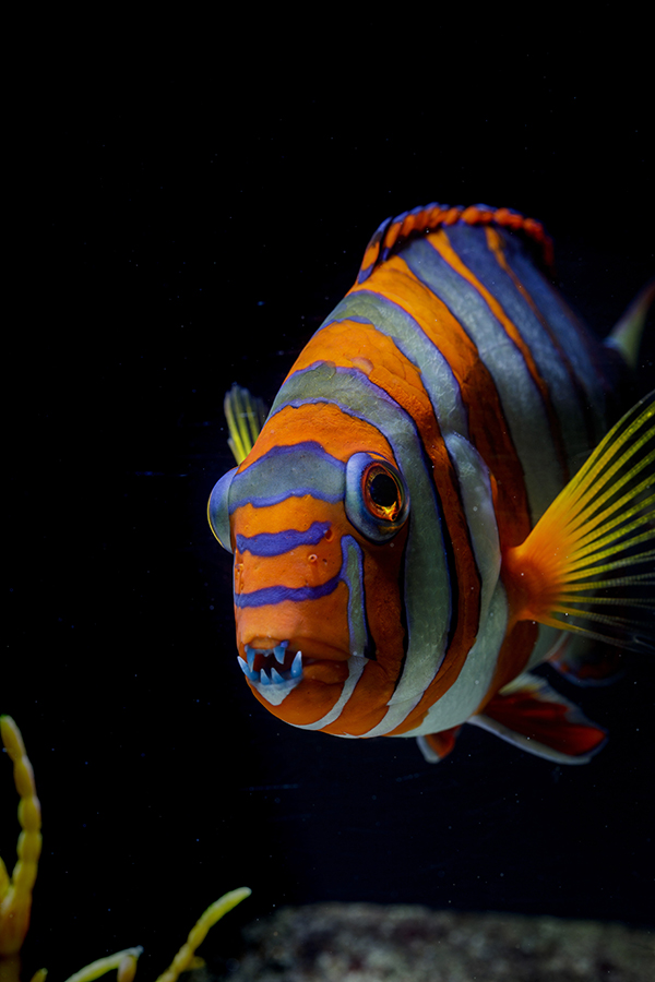 Ol’ bluetooth - Practical Fishkeeping