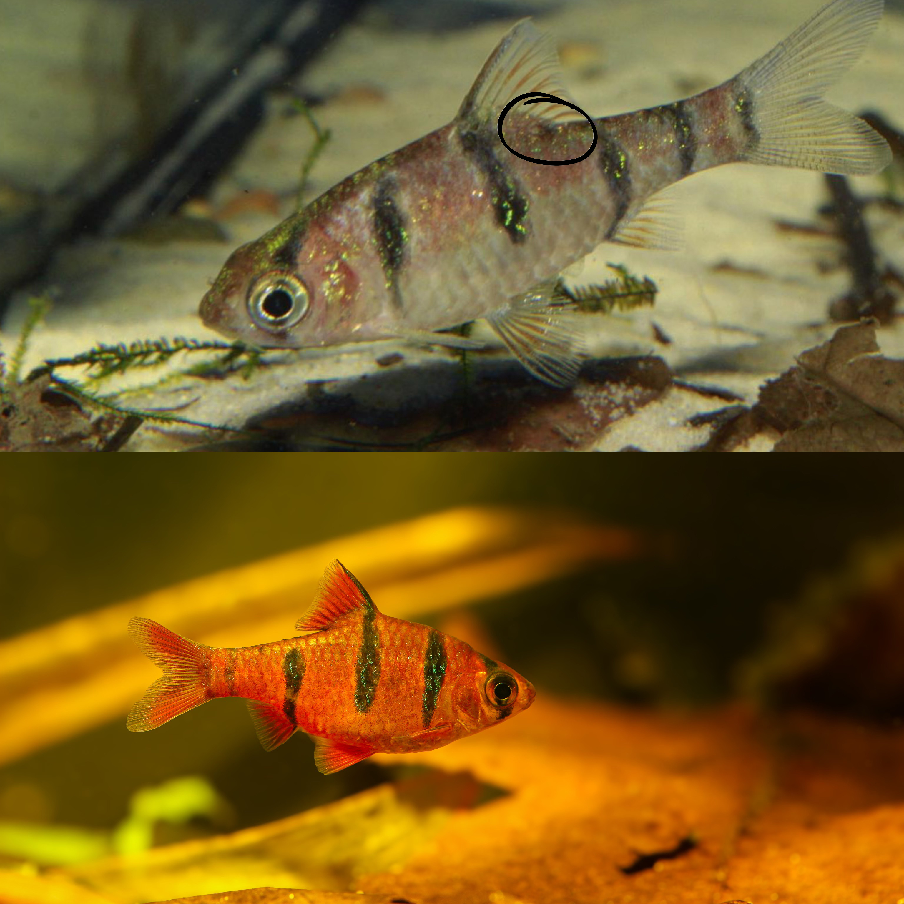 How do I keep 'pentazona' or 'five banded' barbs? - Practical Fishkeeping