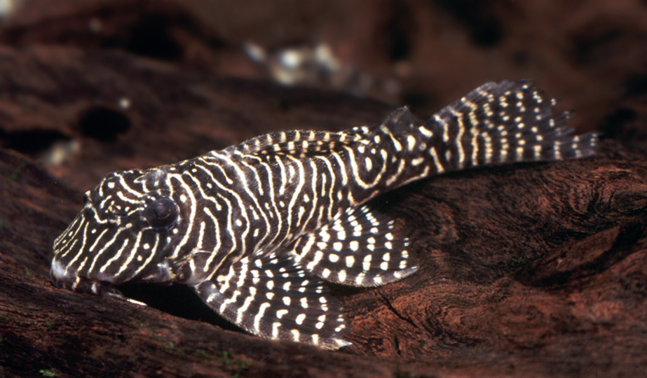 Queen Arabesque Pleco