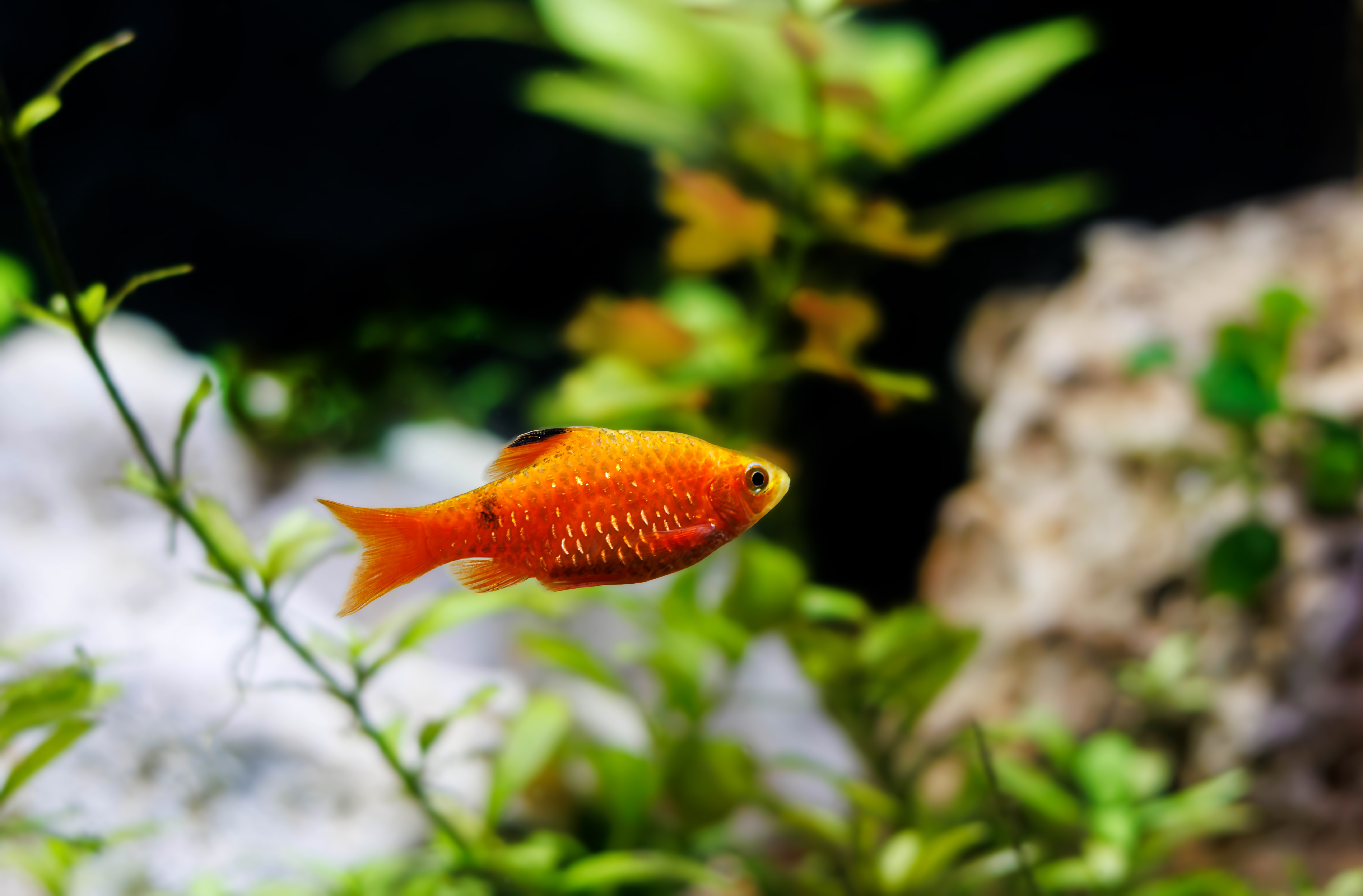 Small Tropical Aquarium Fish