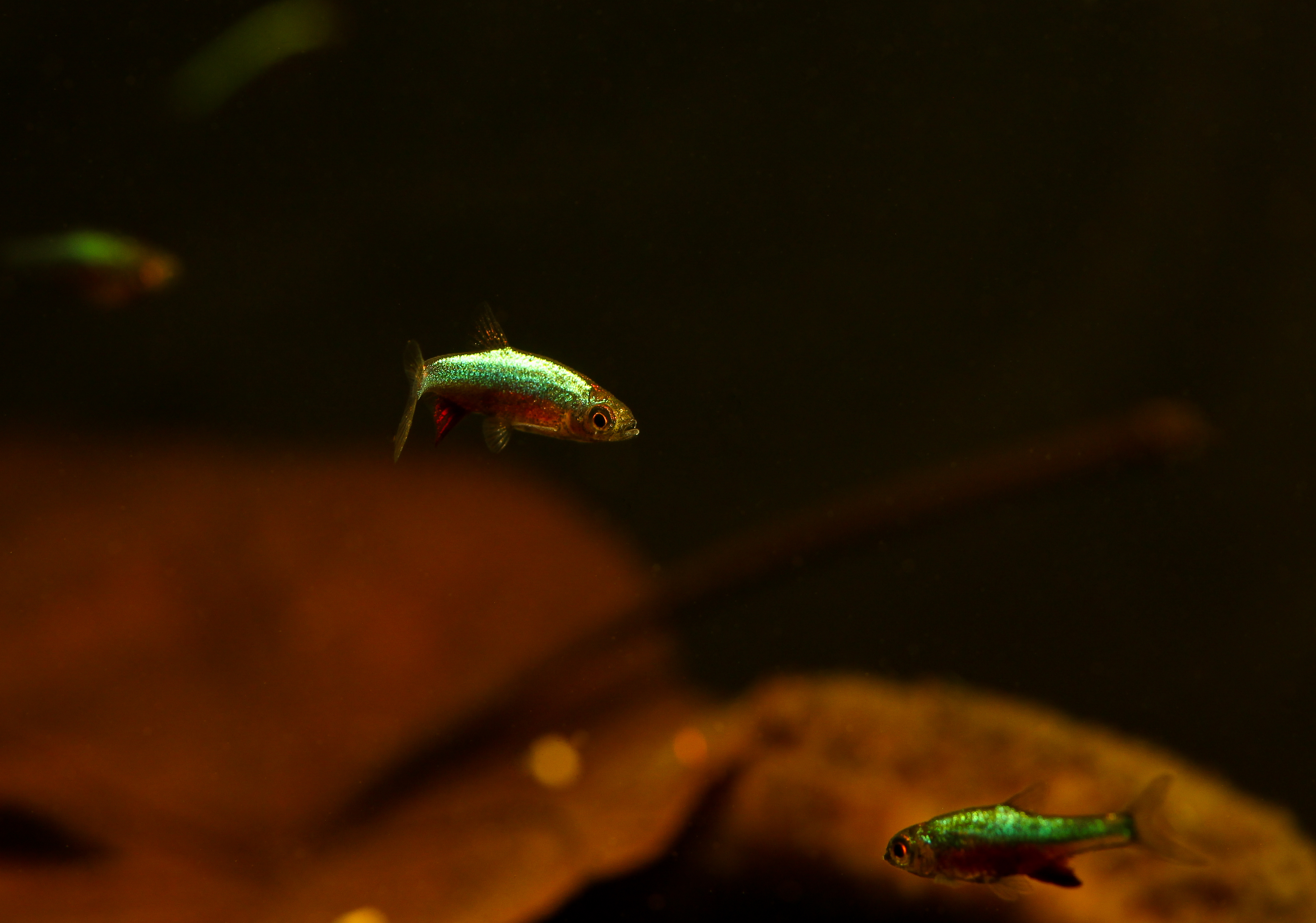 Top 10 small fish for nano aquariums - Practical Fishkeeping