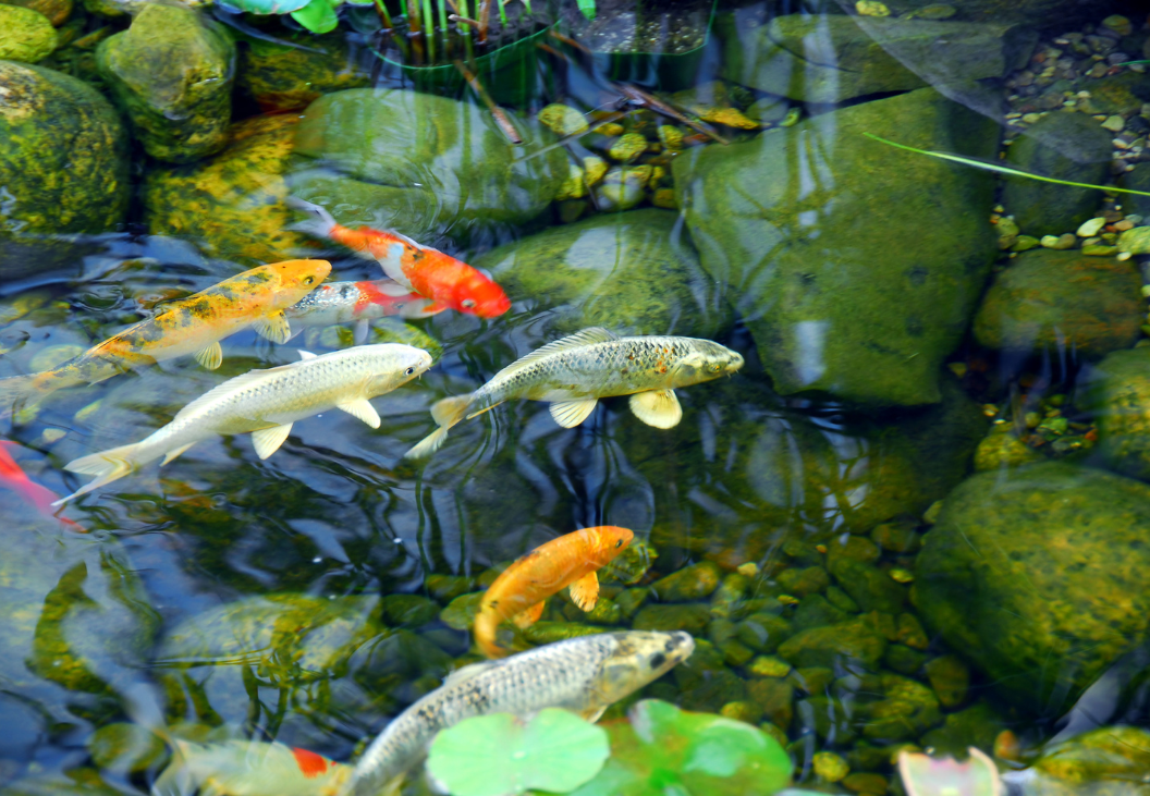 What is Eating your Pond Fish and How to Stop It - Practical Fishkeeping