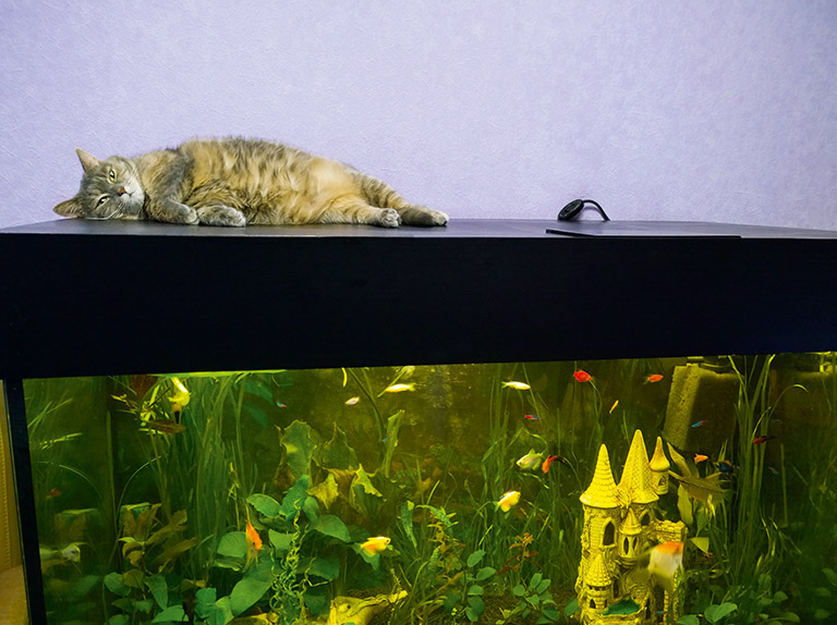 Become a better fishkeeper by learning from old mistakes - Practical ...