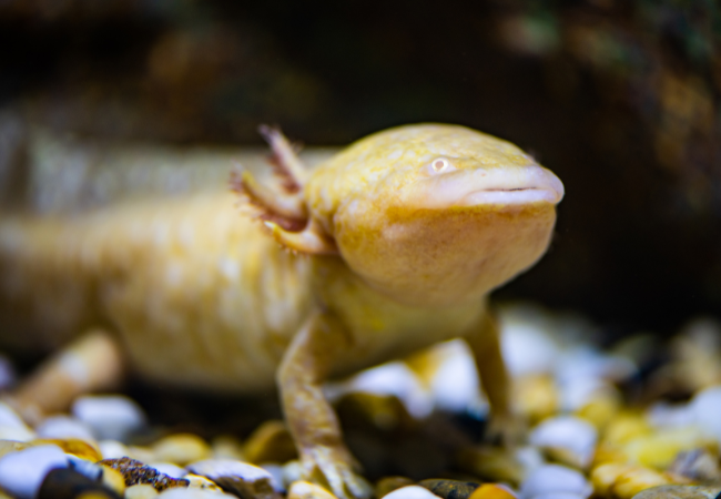 The Basics Of Keeping Axolotls My Aquarium Club