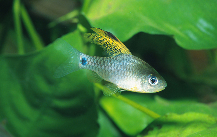 Have you kept these five underrated barbs? - Practical Fishkeeping