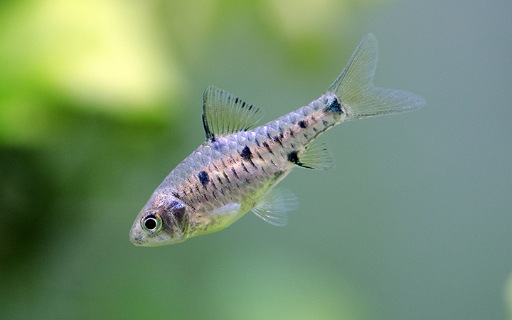 Have you kept these five underrated barbs? - Practical Fishkeeping