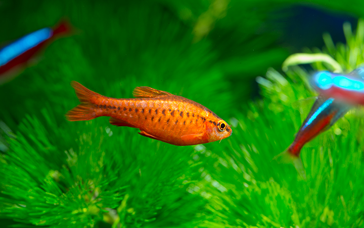Have you kept these five underrated barbs? - Practical Fishkeeping