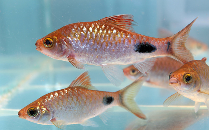Have you kept these five underrated barbs? - Practical Fishkeeping