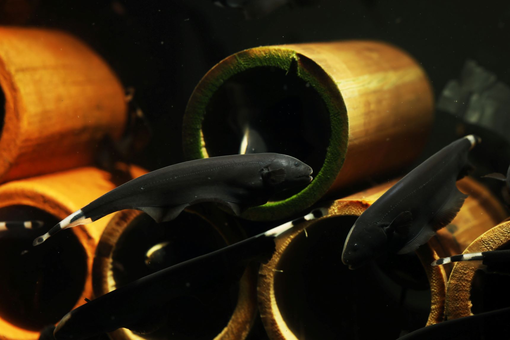 5 Spooky Aquarium Inhabitants and How To Keep Them - Practical Fishkeeping