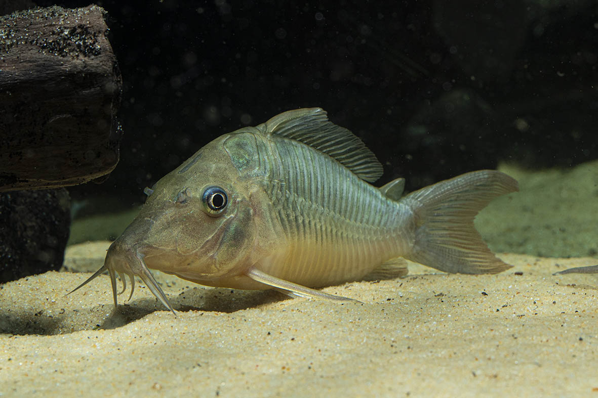 Corydoradinae revision changes names for hundreds of species ...