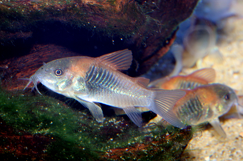 The legend of the Cory - Practical Fishkeeping