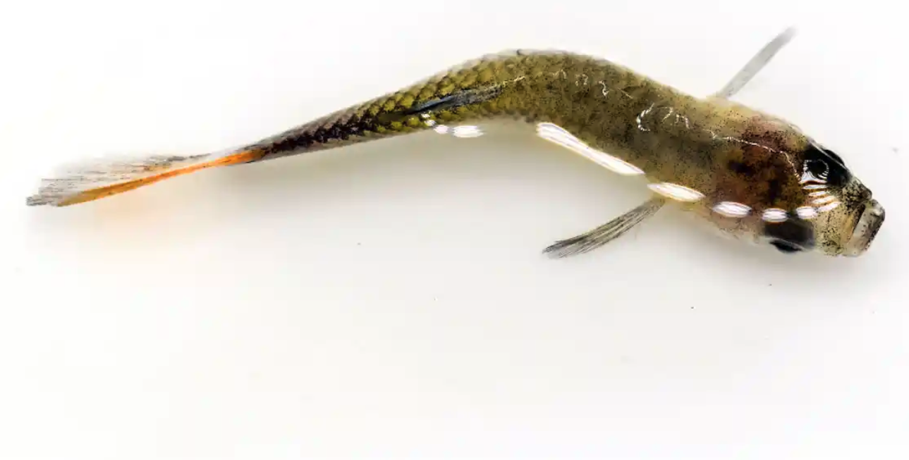 The Best Places to Buy Live Aquarium Fish - Practical Fishkeeping