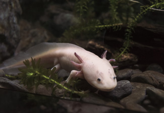 Are Axolotls easy to keep? A Complete Guide to Caring for Axolotls ...