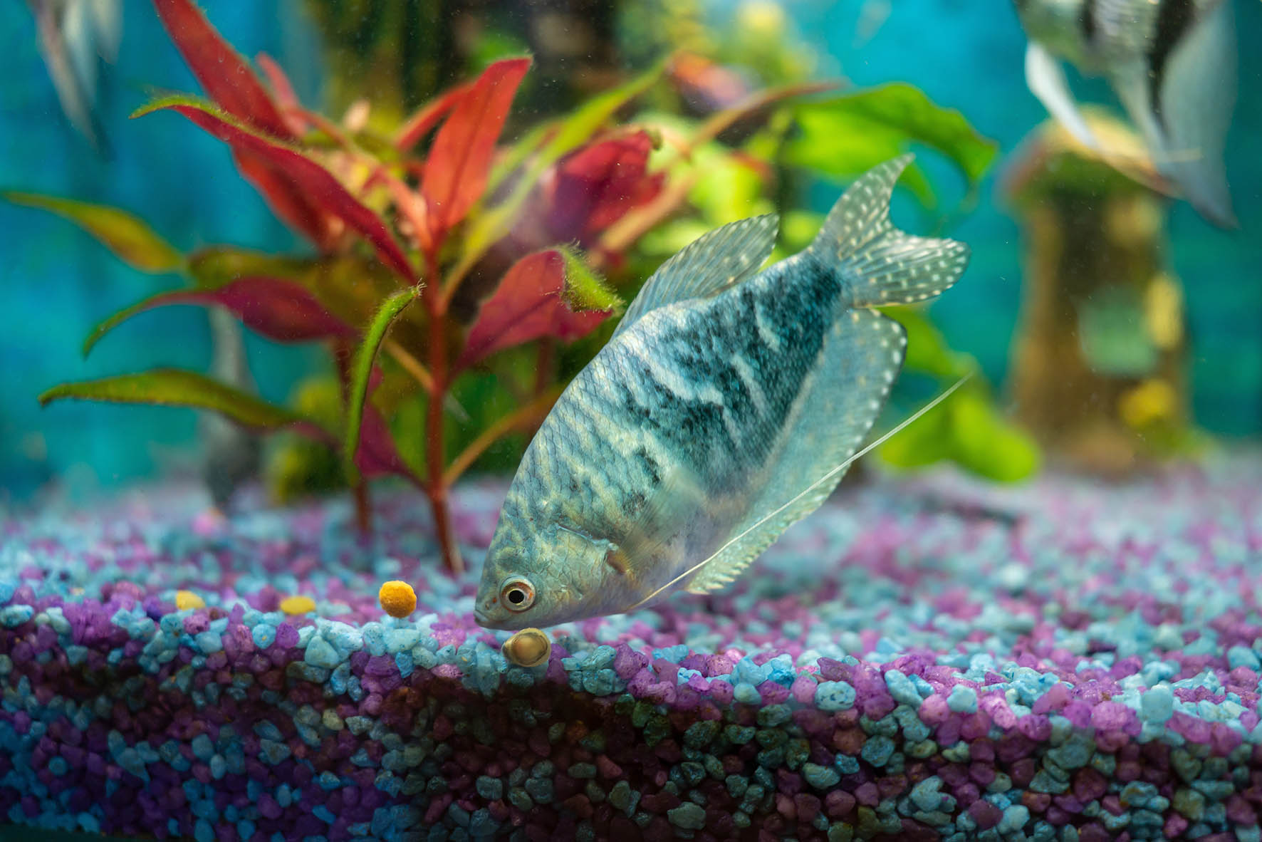 How do I look after my aquarium while on holiday? - Practical Fishkeeping