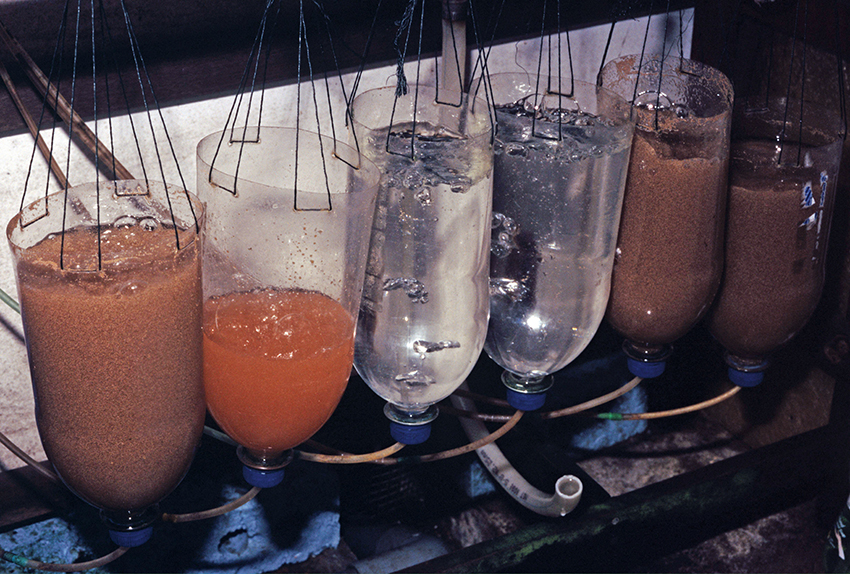 Getting started in fish breeding - Practical Fishkeeping