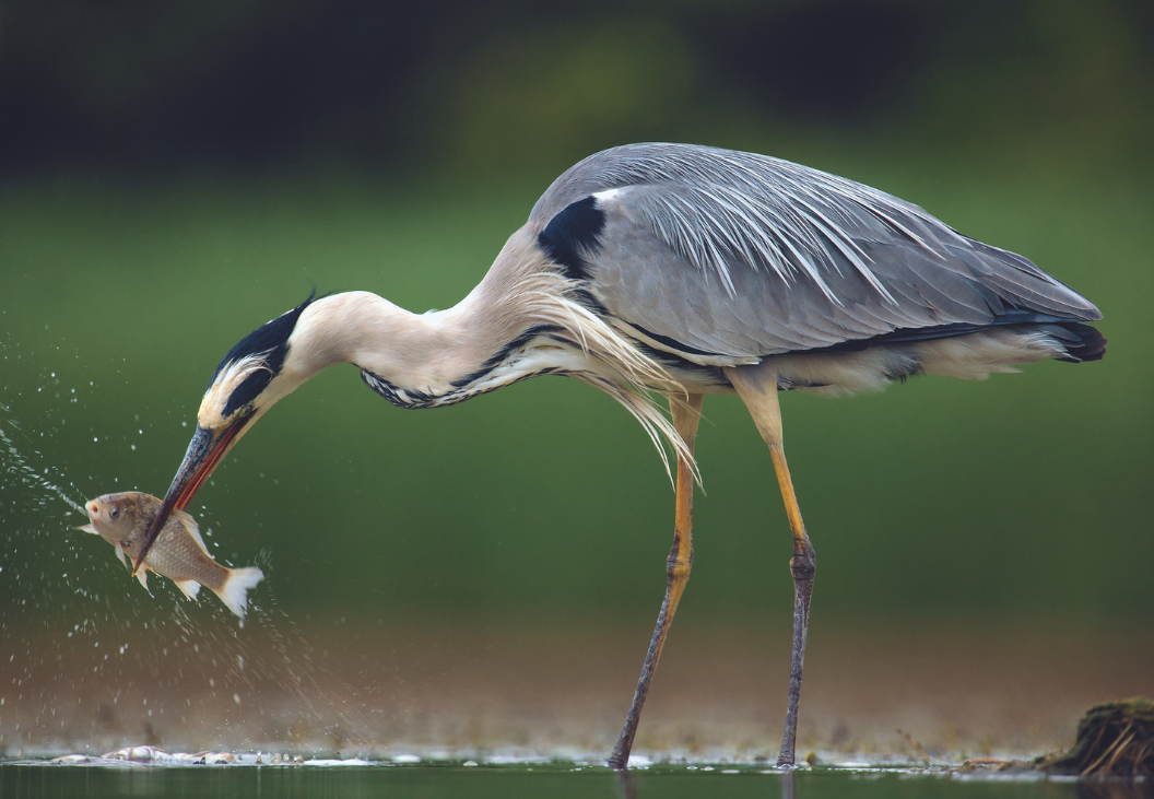 What is Eating your Pond Fish and How to Stop It - Practical Fishkeeping