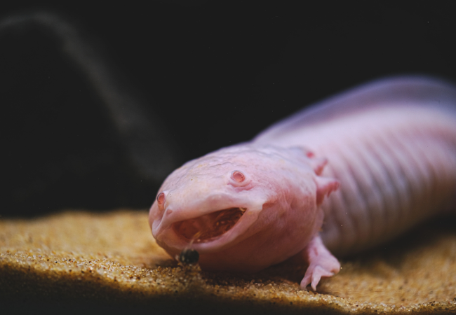 Are Axolotls easy to keep? A Complete Guide to Caring for Axolotls ...