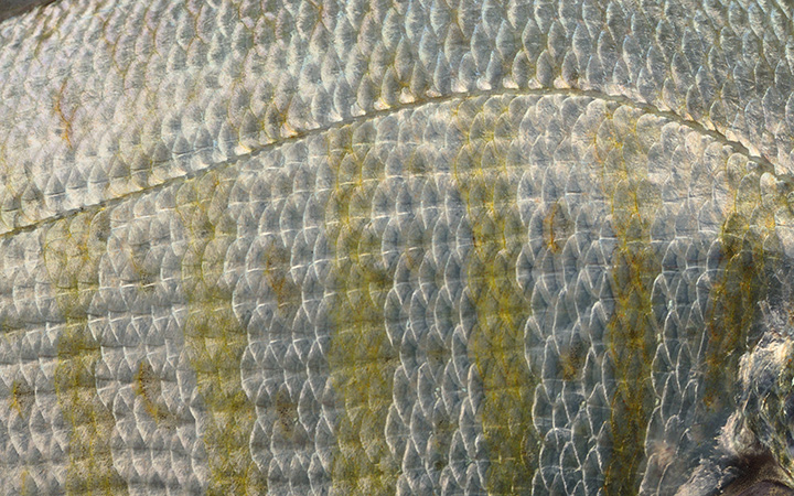 Practical Fishkeeping Diploma - Week 3, Day 3 - Practical Fishkeeping