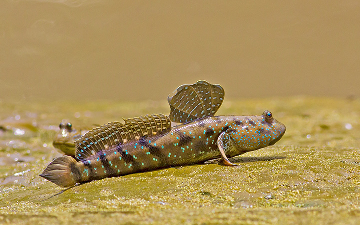 Practical Fishkeeping Diploma - Week 3, Day 3 - Practical Fishkeeping