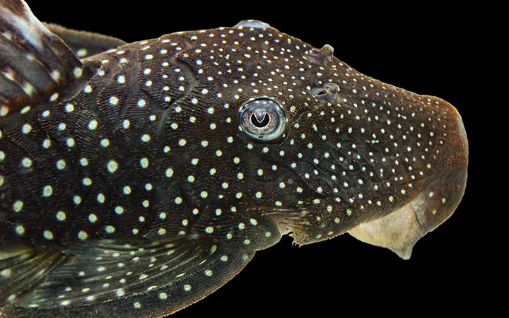 Keeping Phantom plecs at home - Practical Fishkeeping