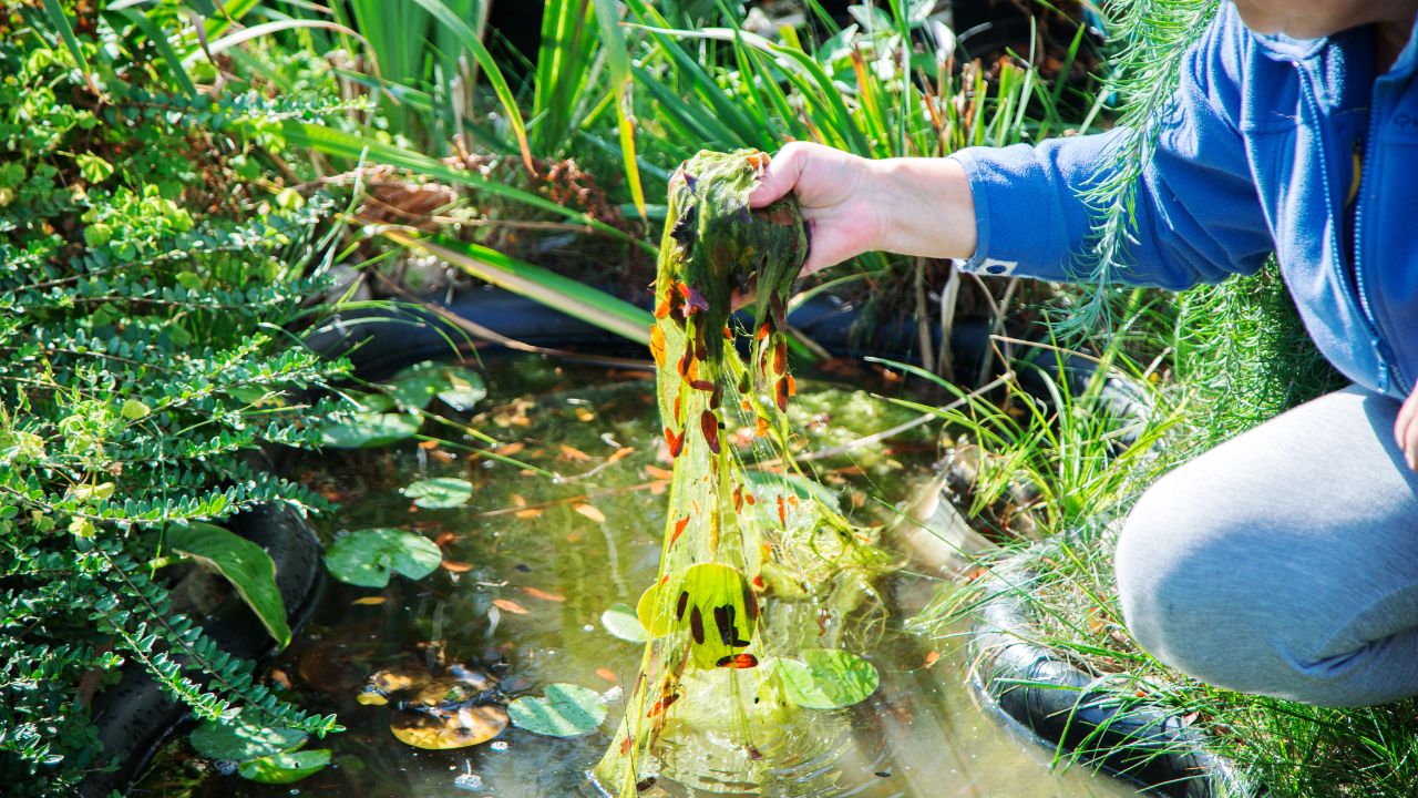 How to avoid summer pond problems - Practical Fishkeeping