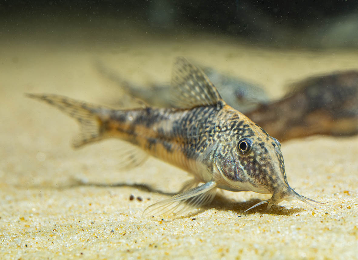 Corydoradinae revision changes names for hundreds of species ...