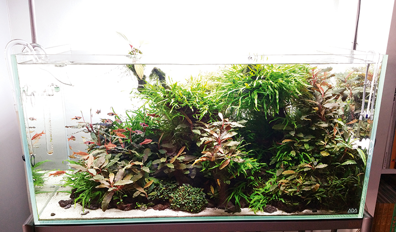 Happy fish, healthy fishkeeper - Practical Fishkeeping