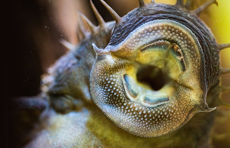 The legend of the Cory - Practical Fishkeeping