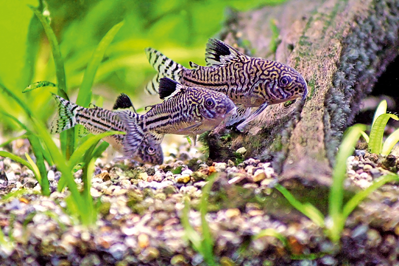 The legend of the Cory - Practical Fishkeeping