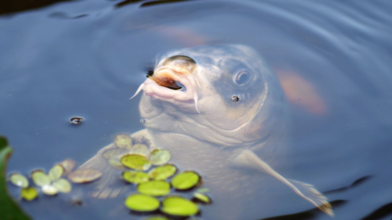 How to avoid summer pond problems - Practical Fishkeeping