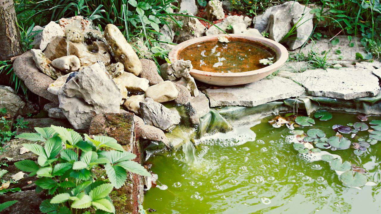 How to avoid summer pond problems - Practical Fishkeeping