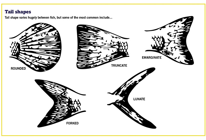 Practical Fishkeeping Diploma - Week 3, Day 4 - Practical Fishkeeping