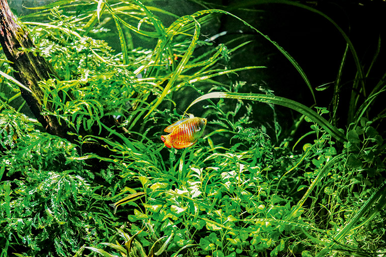 Setting up a modern day Dwarf Gourami community tank - Practical ...