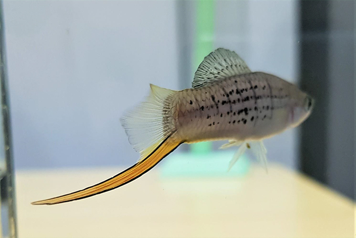 Bradford & District Aquarists’ Society end the YAAS Season - Practical ...